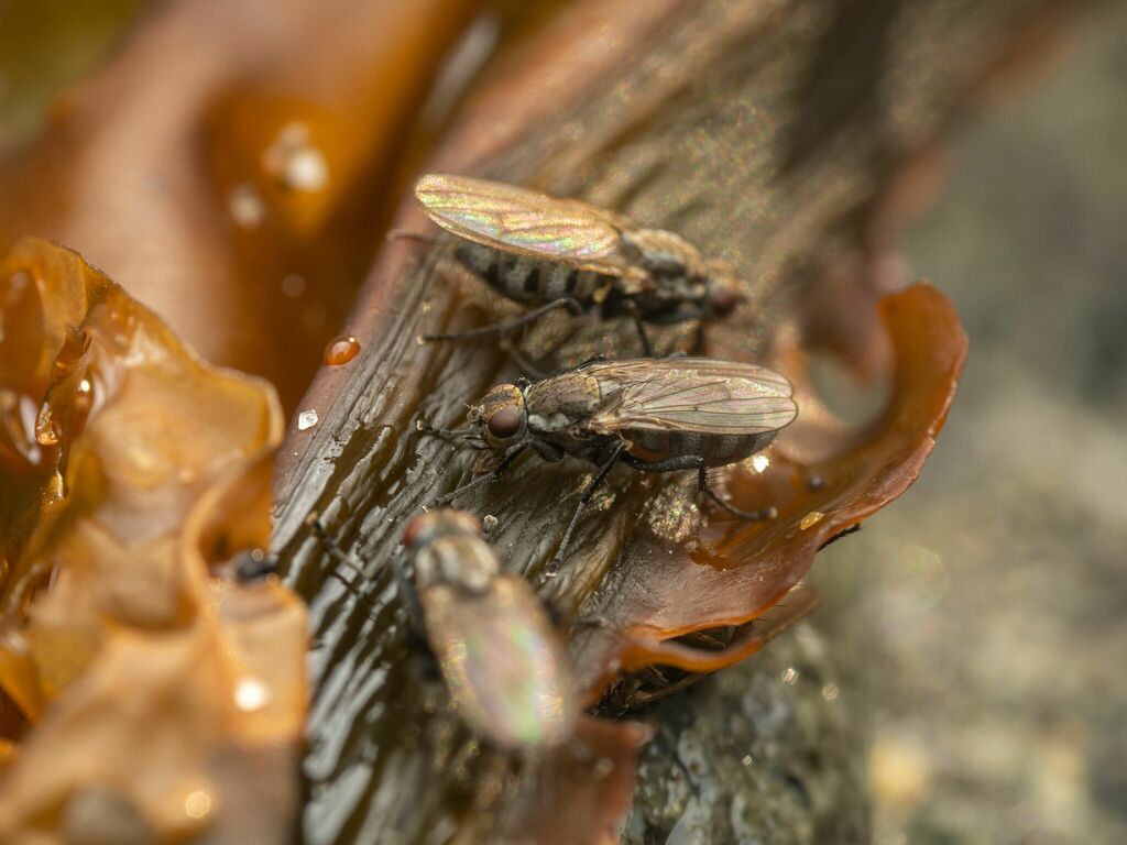 Seaweed Flies from Island County, WA, USA on July 27, 2022 at 07:06 PM ...