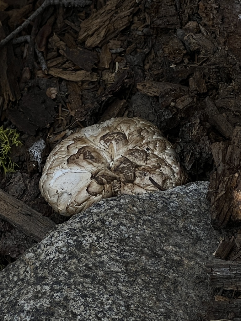 Giant Sawgill from Payette National Forest, McCall, ID, US on August 25 ...