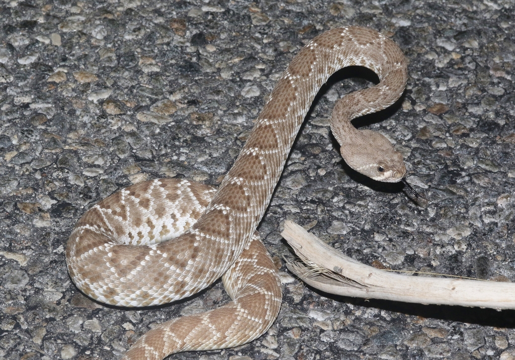 Red Diamond Rattlesnake from San Diego County, CA, USA on July 31, 2022 ...
