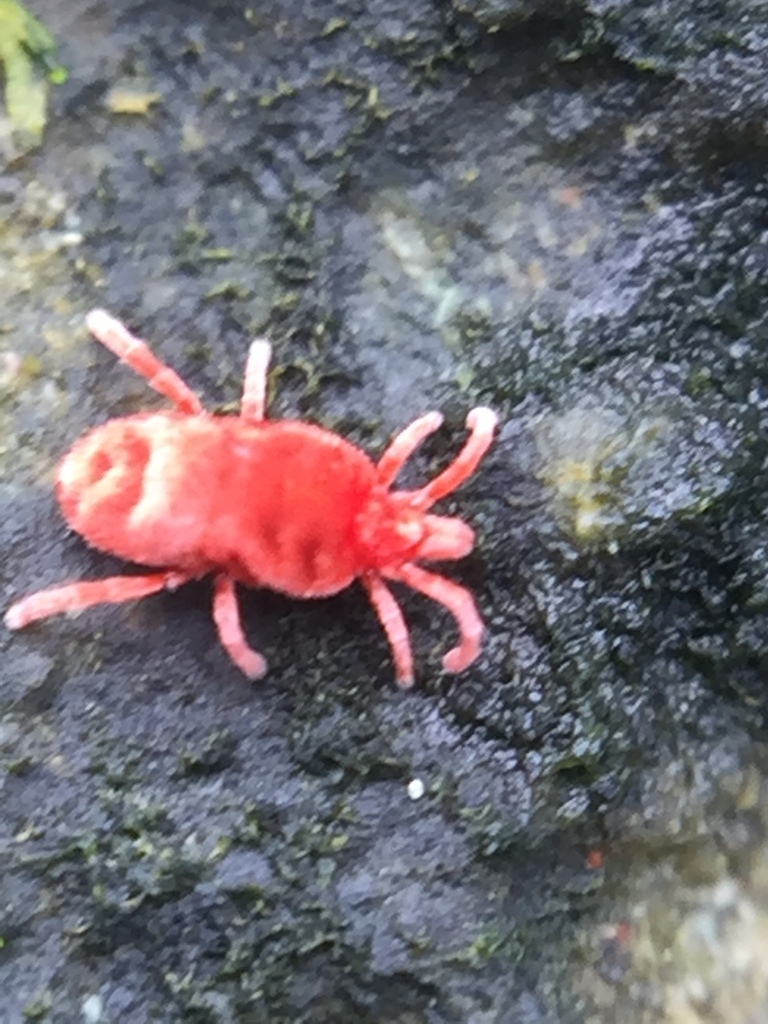 Microtrombidium aucklandicum from Auckland, New Zealand on August 26 ...