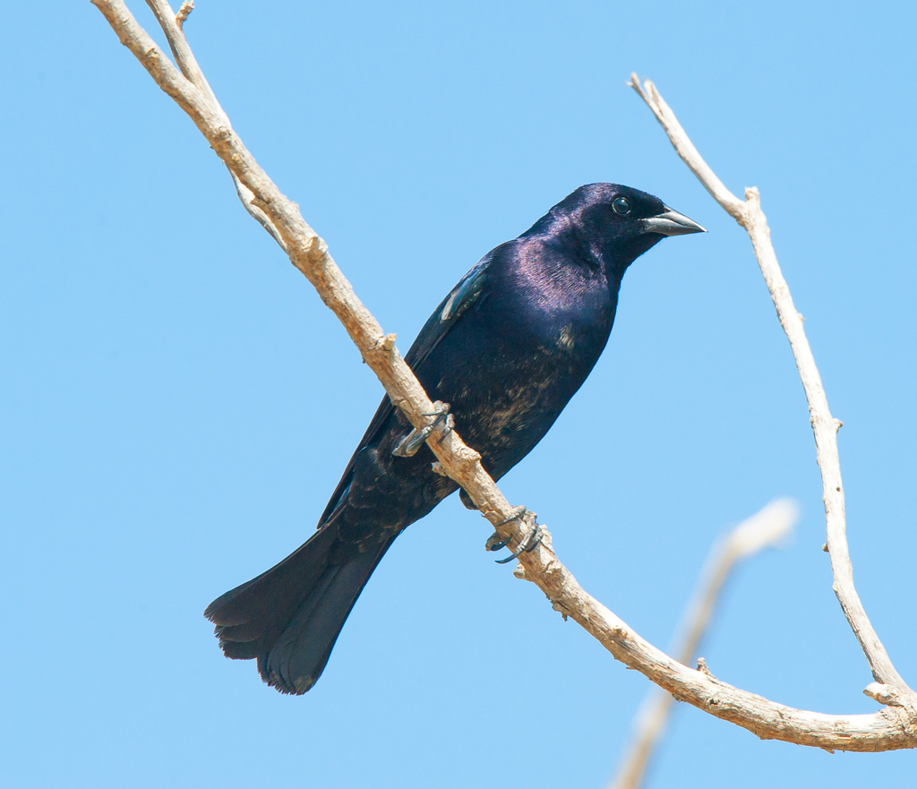 Shiny Cowbird (Birds Of GTMO) · iNaturalist