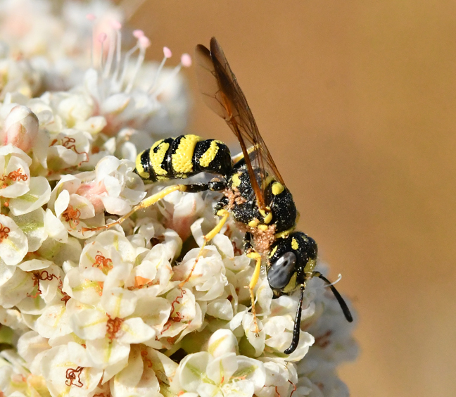 Beewolves from Newbury Park, Thousand Oaks, CA, USA on August 3, 2018 ...
