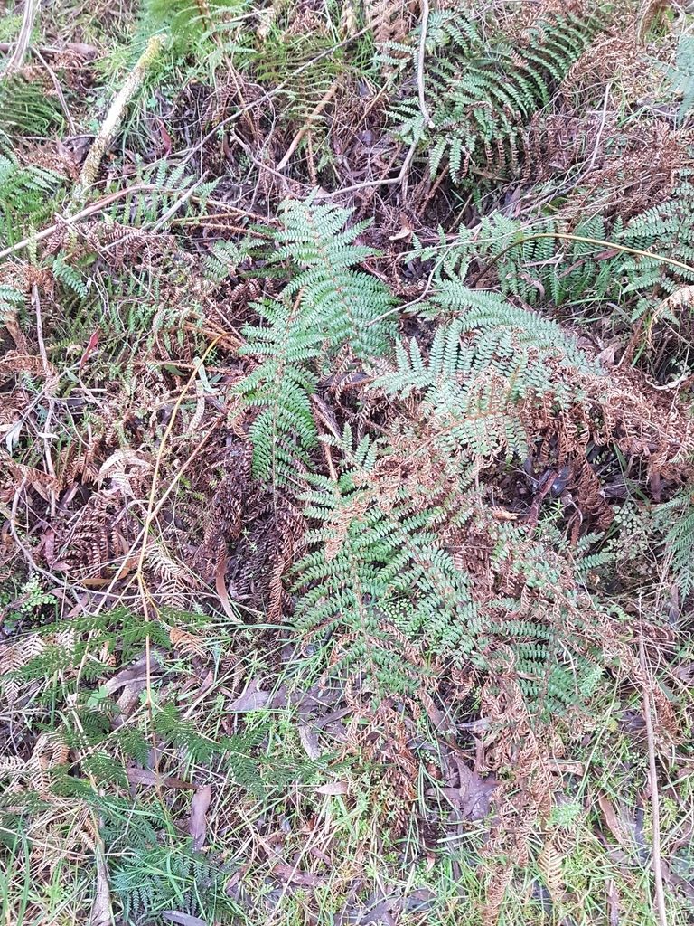 mother shield-fern from Cathedral Range, Murrindindi - East, AU-VI, AU ...