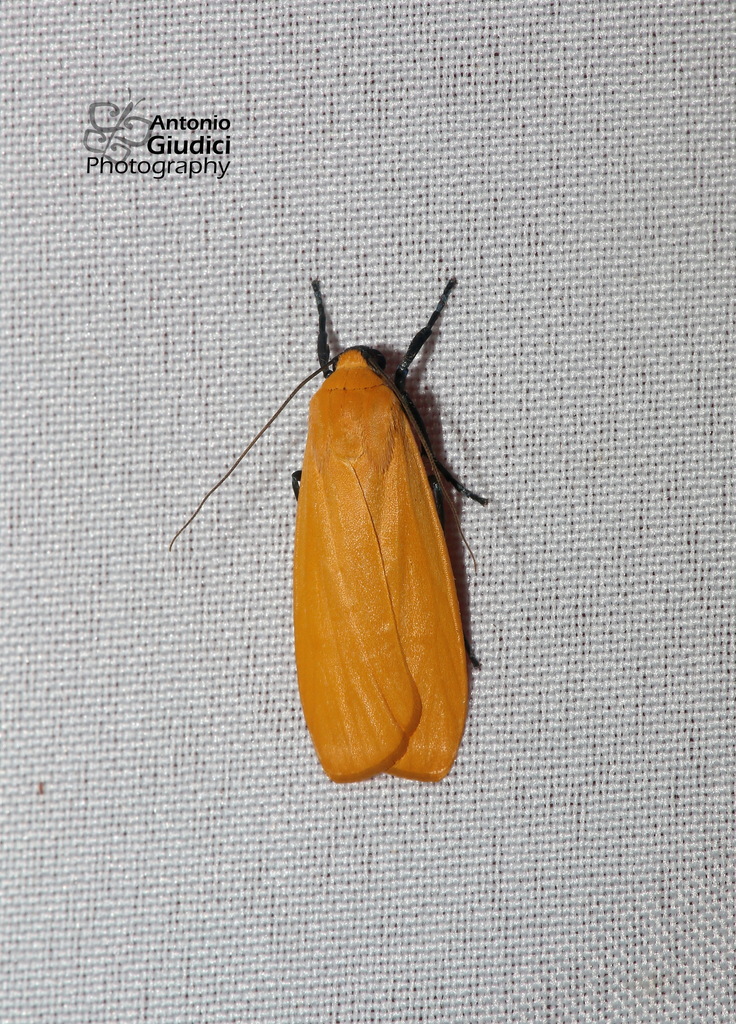 Eilema longpala from Krung Ching, Nopphitam District, Nakhon Si ...