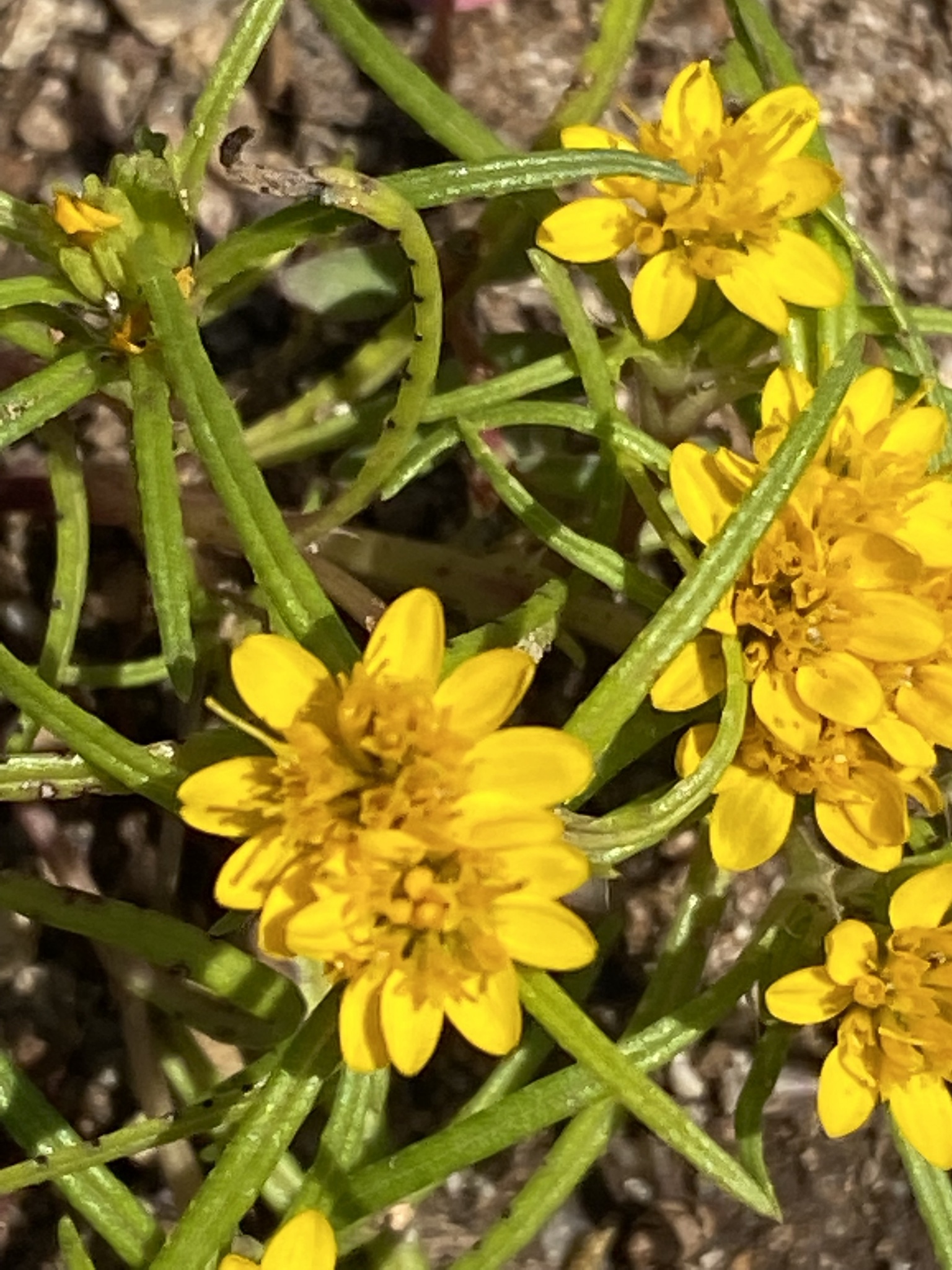 Pectis angustifolia Torr.