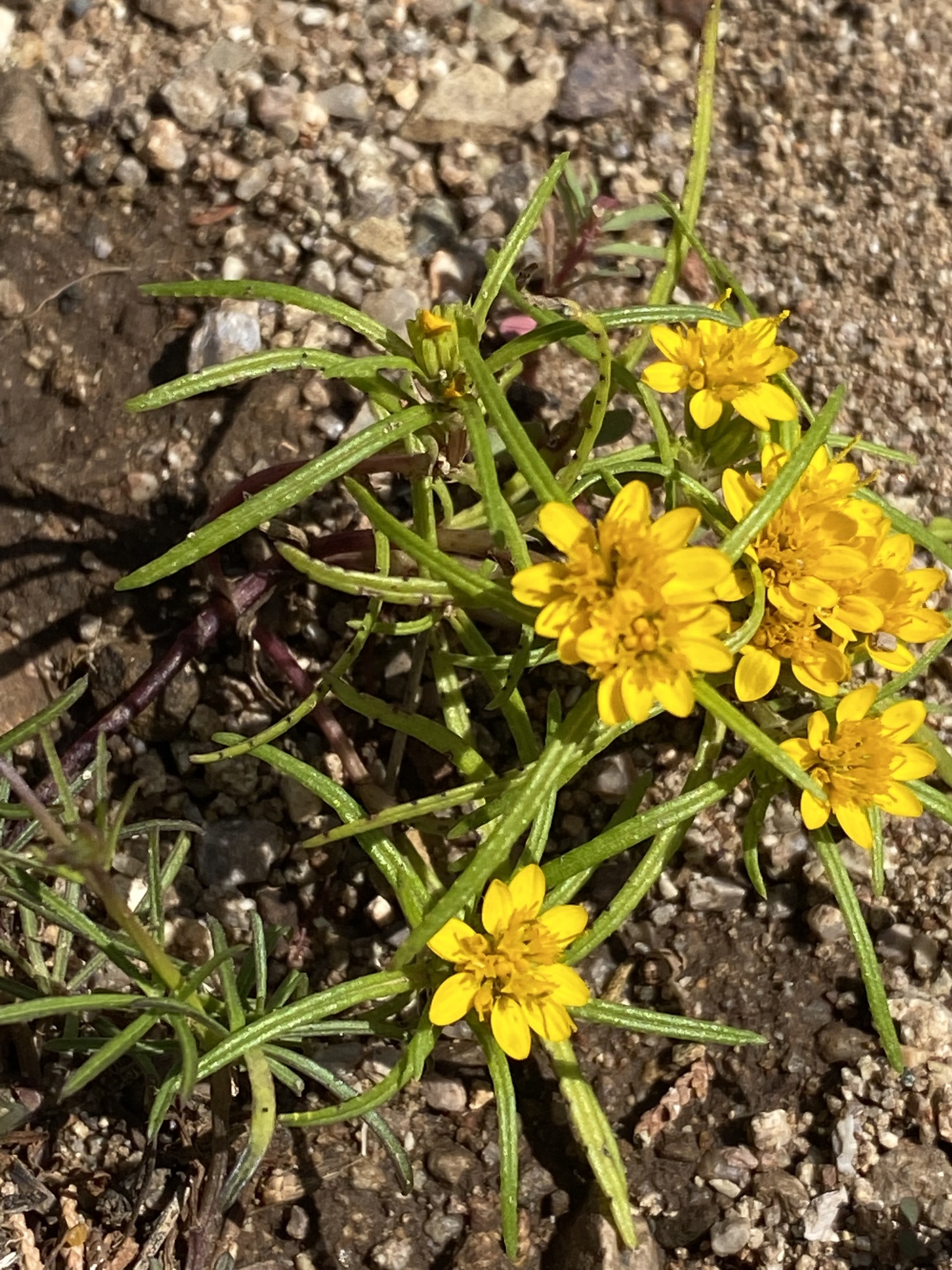 Pectis angustifolia Torr.
