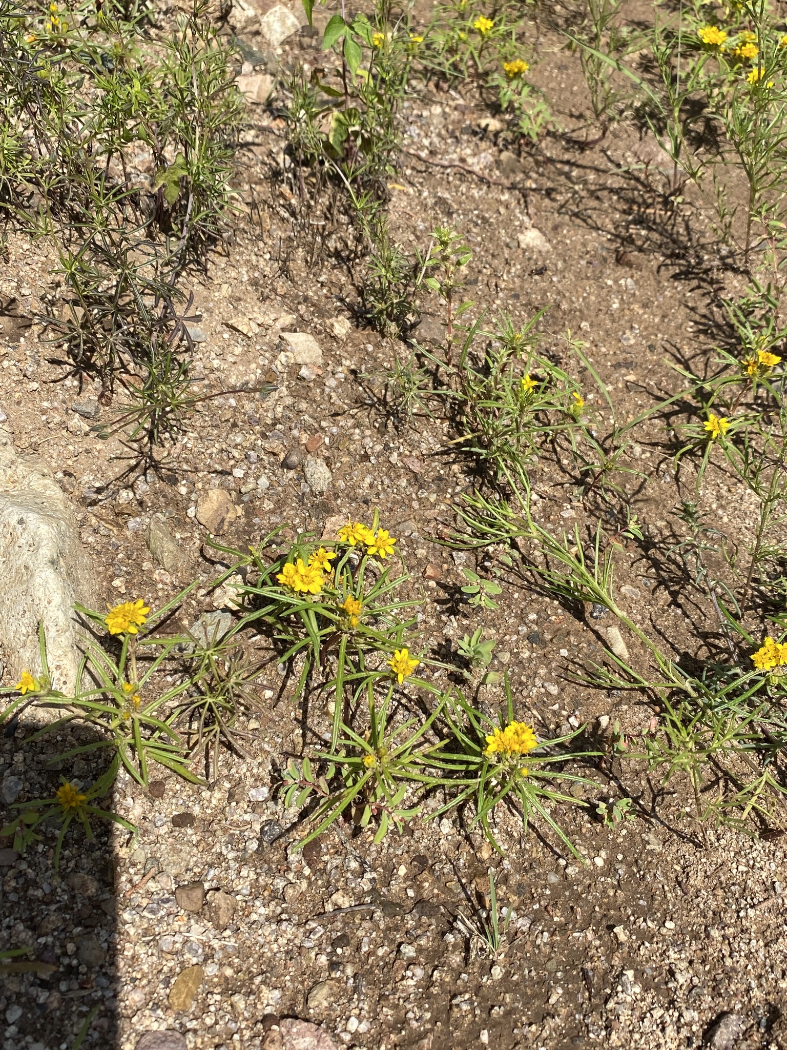Pectis angustifolia Torr.
