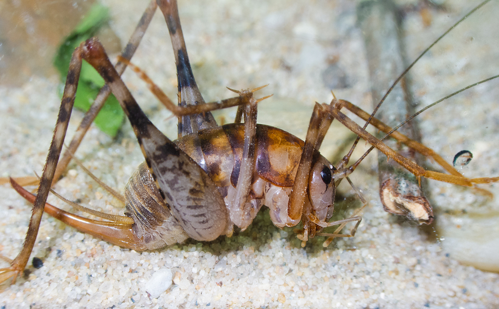 Greenhouse Camel Cricket in August 2022 by eric555 · iNaturalist