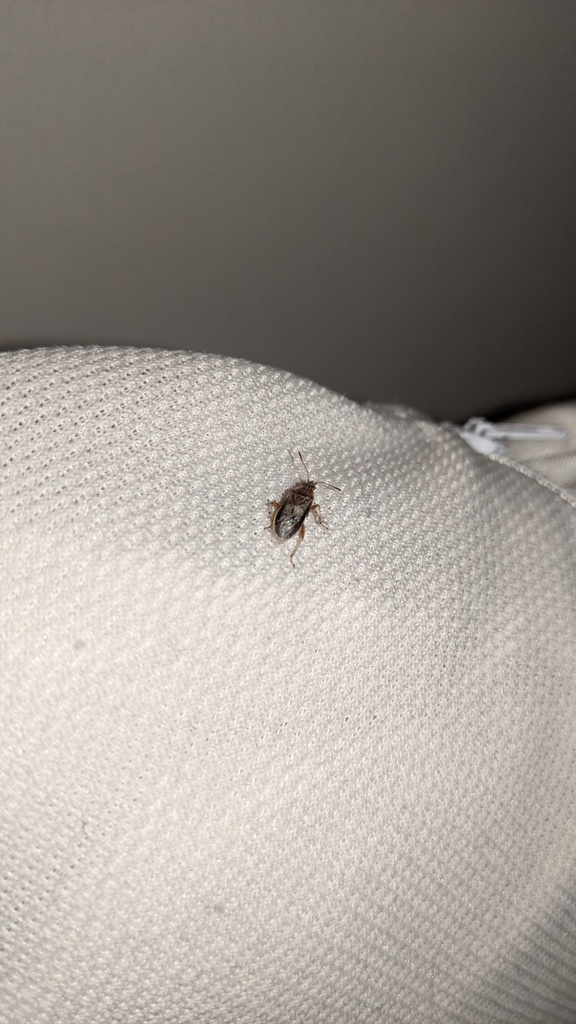 Hyaline Grass Bug from Valparaíso, Chile on August 25, 2022 at 11:34 PM ...