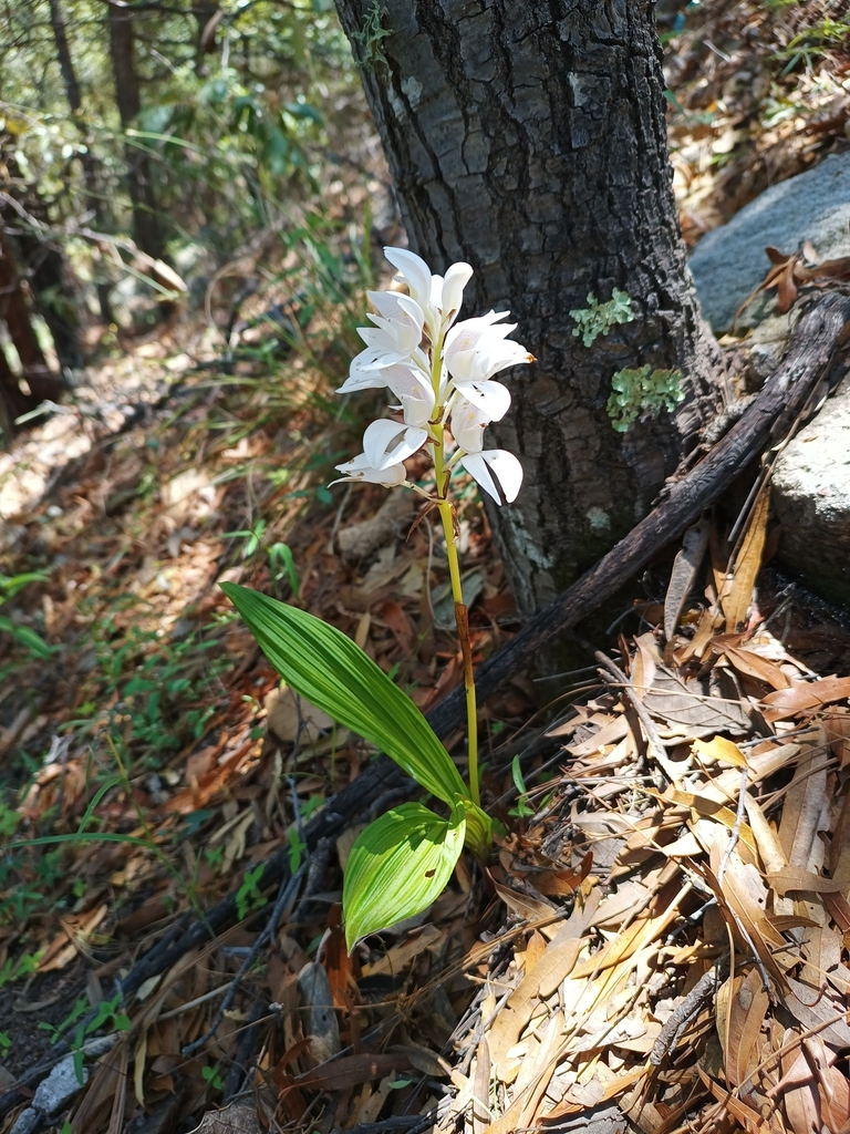 Govenia liliacea from Yécora, Son., México on August 06, 2022 at 12:13 ...