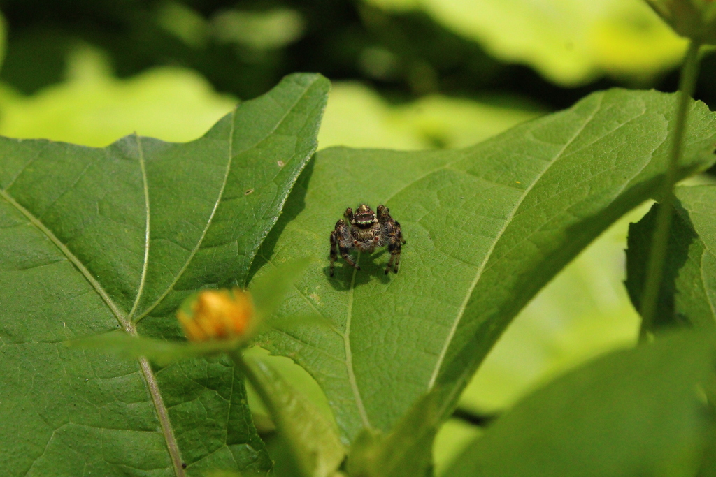 Golden Jumping Spider from C. El Chaco 3200, Providencia, 44630 ...