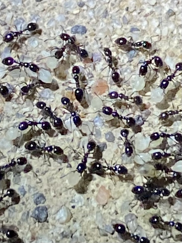 Monomorium minimum in August 2022 by Elliott Gordon · iNaturalist