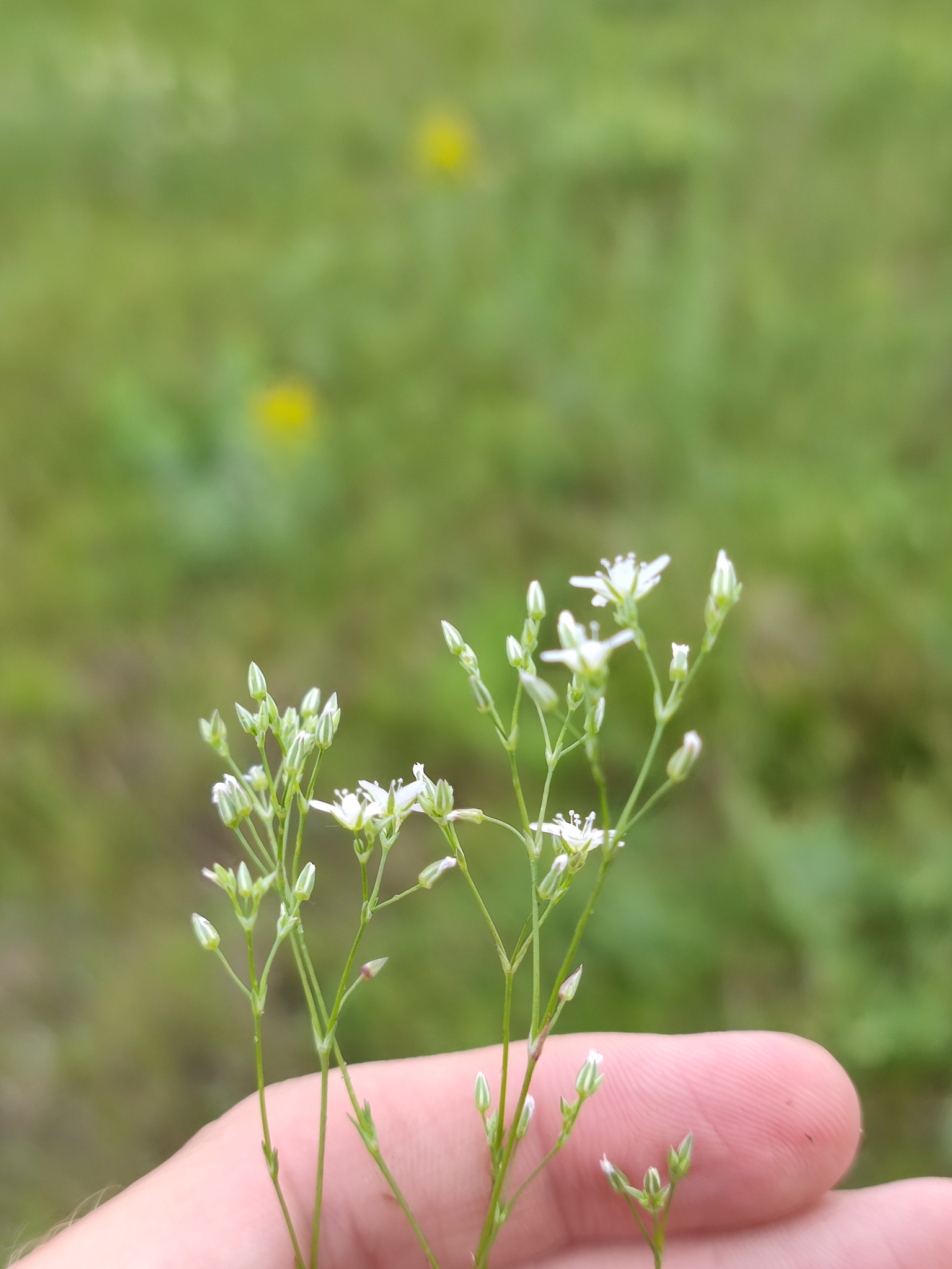 Minuartia setacea (Thuill.) Hayek