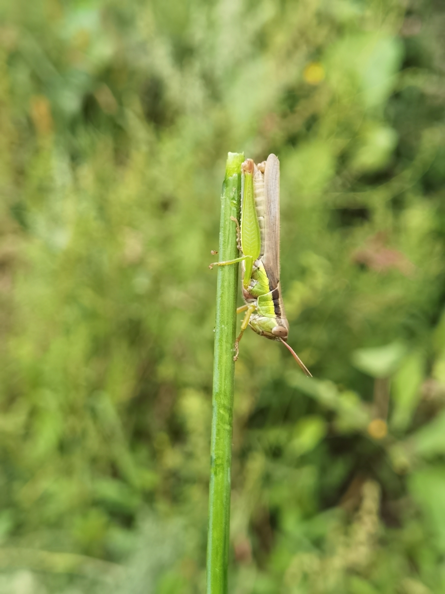 Oxya chinensis (Thunberg, 1815)