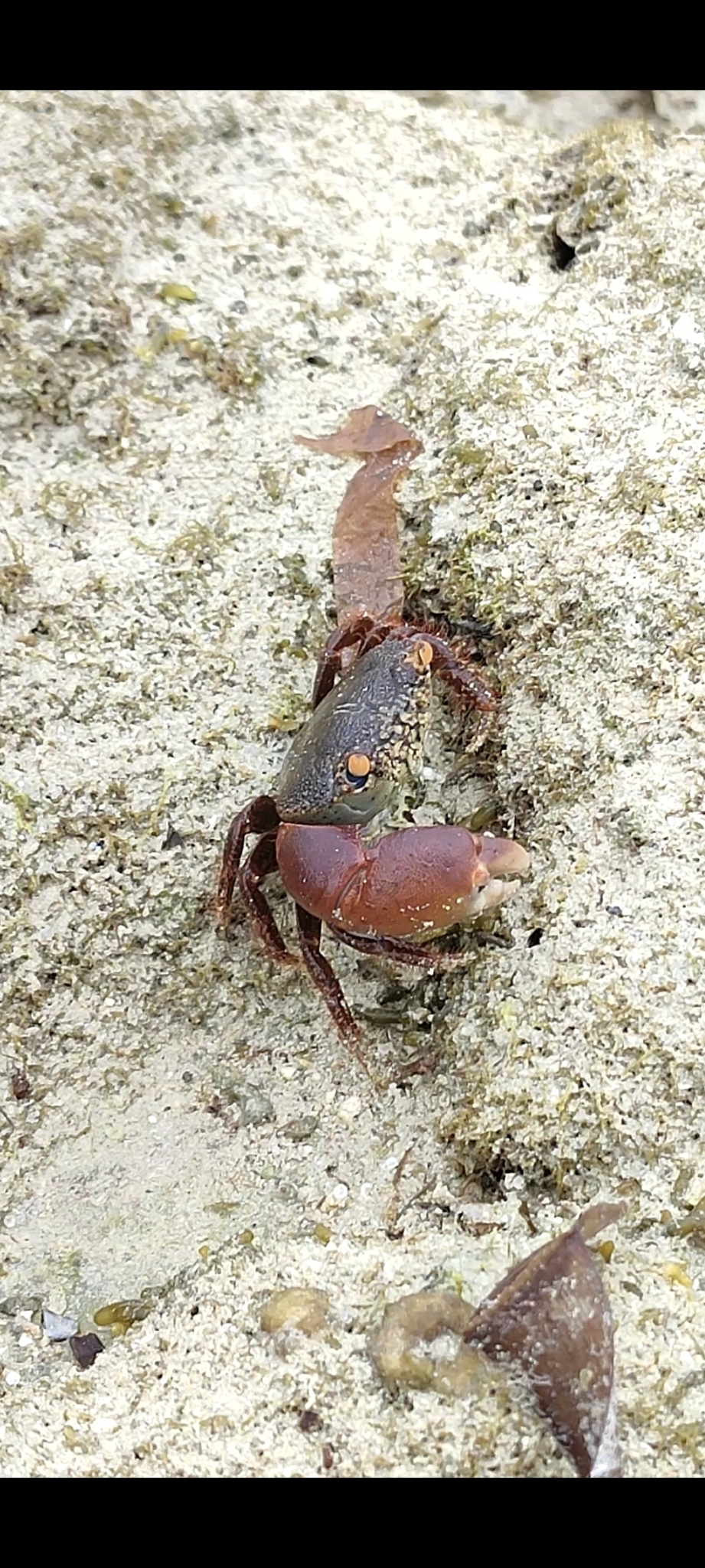 Eriphia sebana (Shaw & Nodder, 1803)