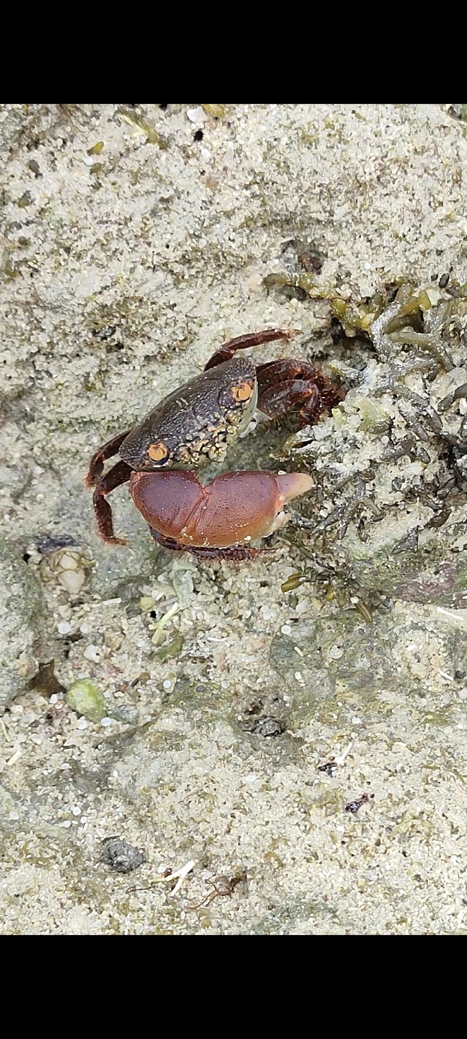 Eriphia sebana (Shaw & Nodder, 1803)