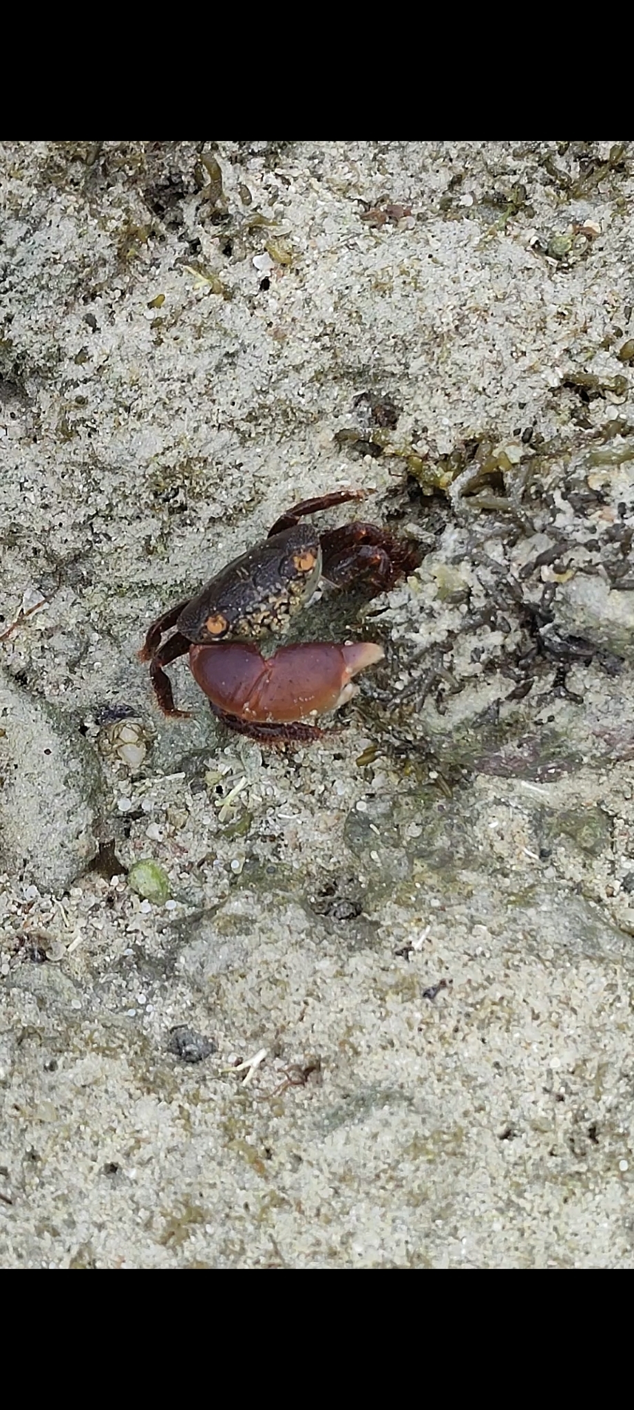 Eriphia sebana (Shaw & Nodder, 1803)