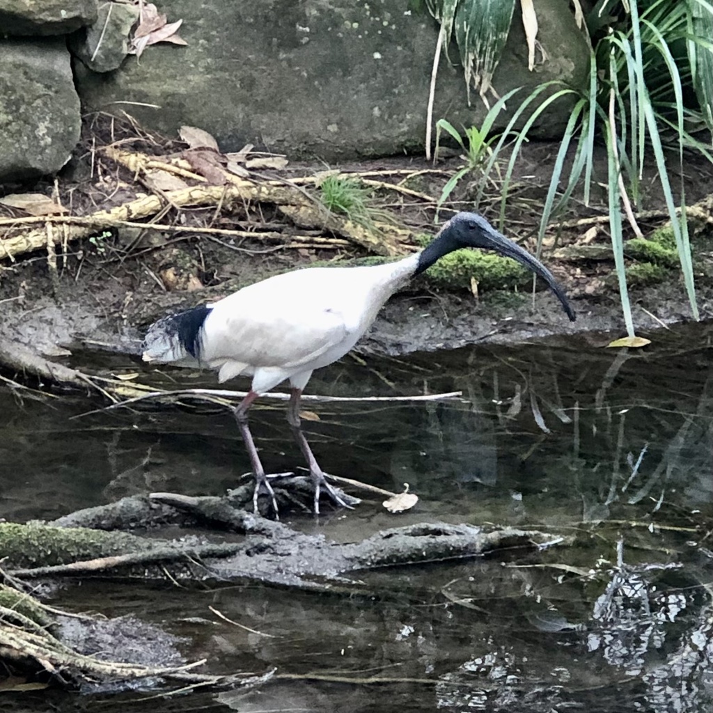 Common Australian White Ibis (Birds of Mornington Peninsula) · iNaturalist
