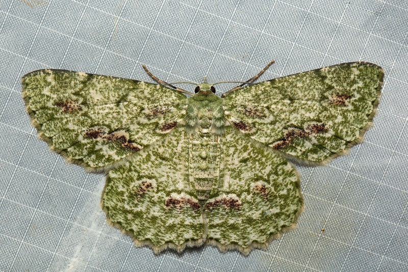 Herochroma flavibasalis from Fraser's Hill, Pahang, Malaysia on April ...