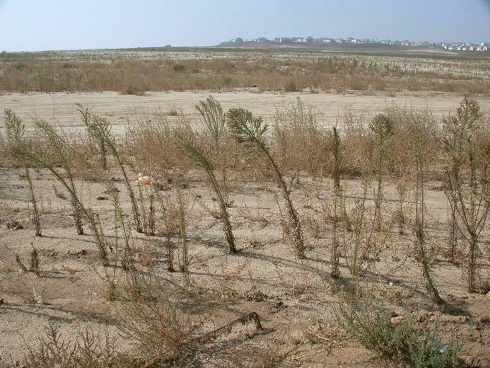 Marestail (Indiana Pesticide Plants) · iNaturalist
