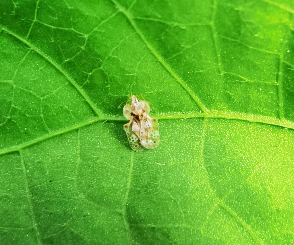 Chrysanthemum Lace Bug from Shanghai, CN-SH, CN on August 25, 2022 at ...