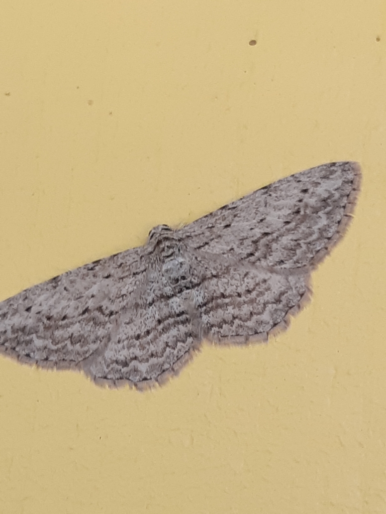 Long-fringed Bark Moth from Cranbourne VIC 3977, Australia on August 25 ...