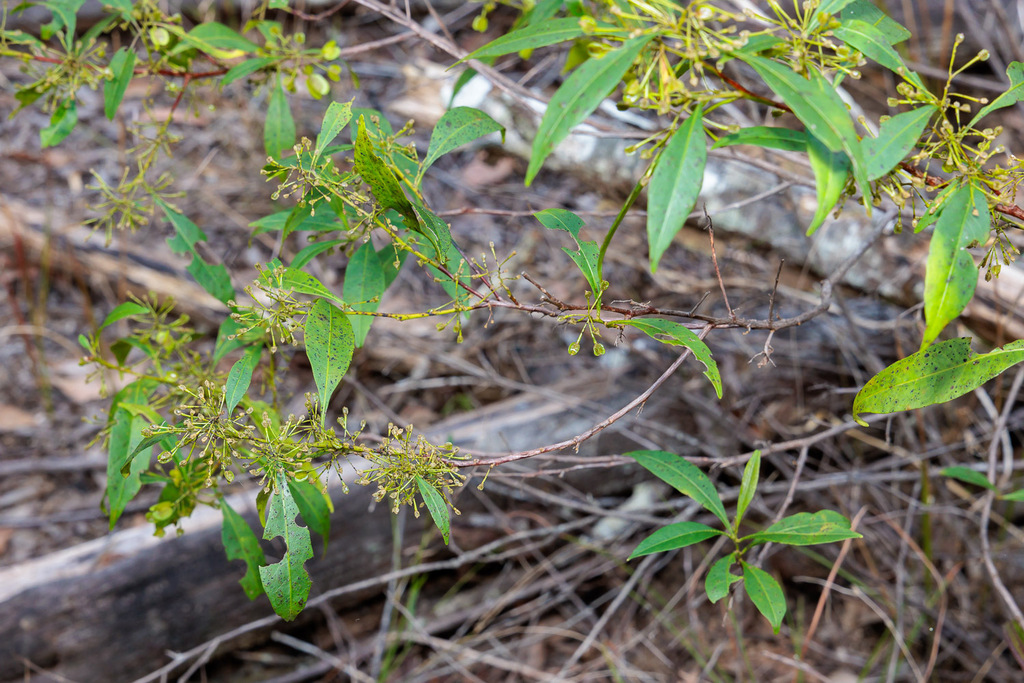 Common Hop Bush from Numinbah Valley QLD 4211, Australia on August 26 ...