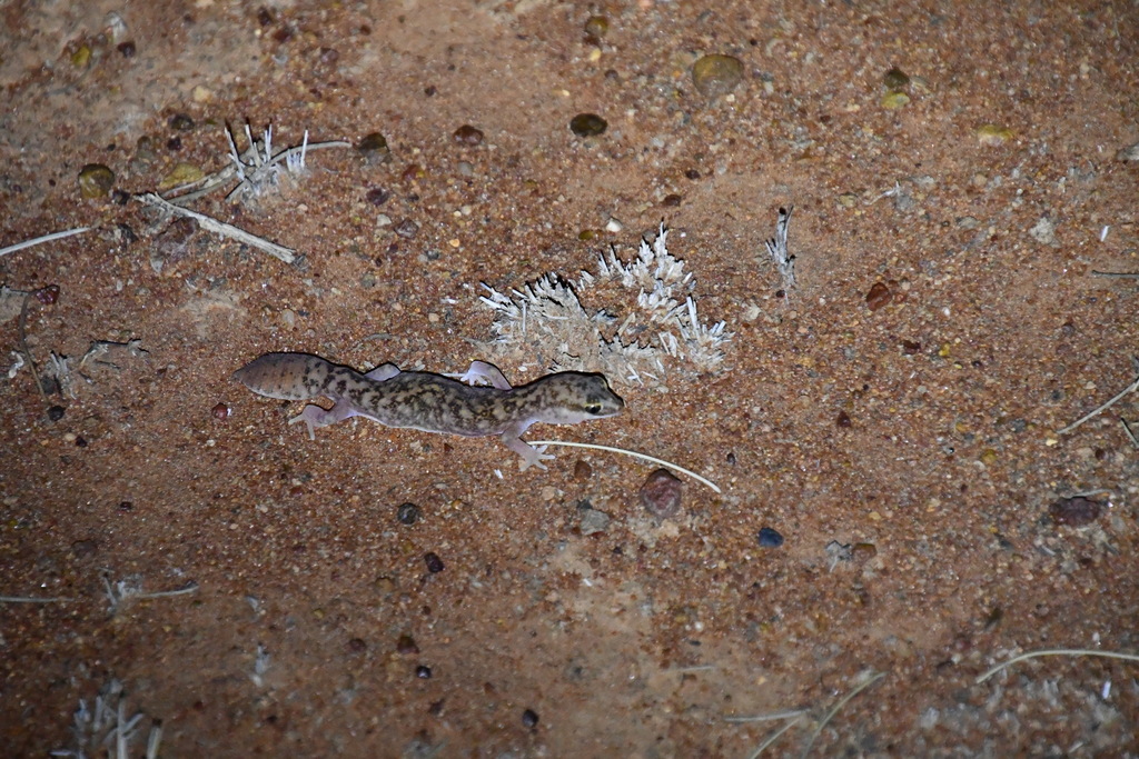Burrow-plug Gecko from Laverton, Western Australia, Australia on August ...