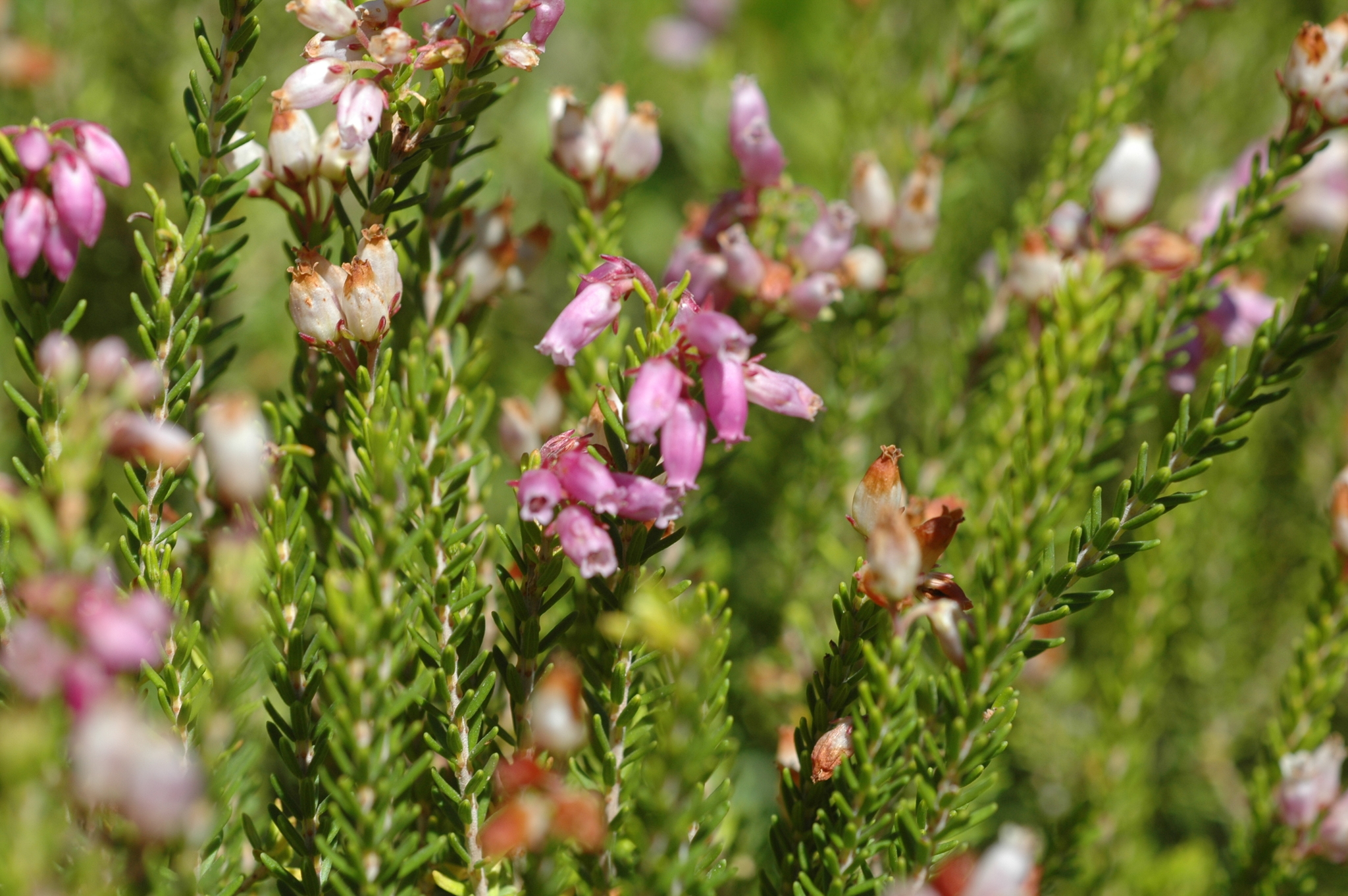 Erica terminalis Salisb.