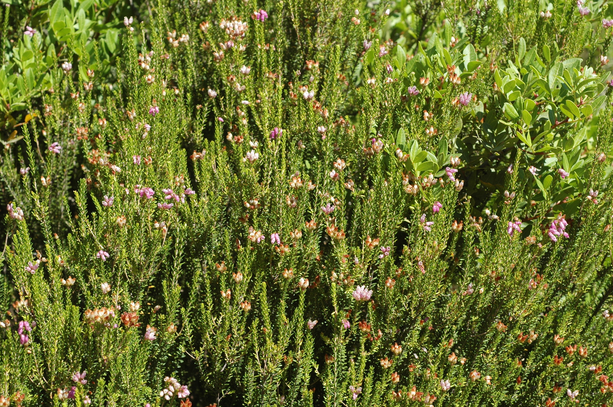 Erica terminalis Salisb.