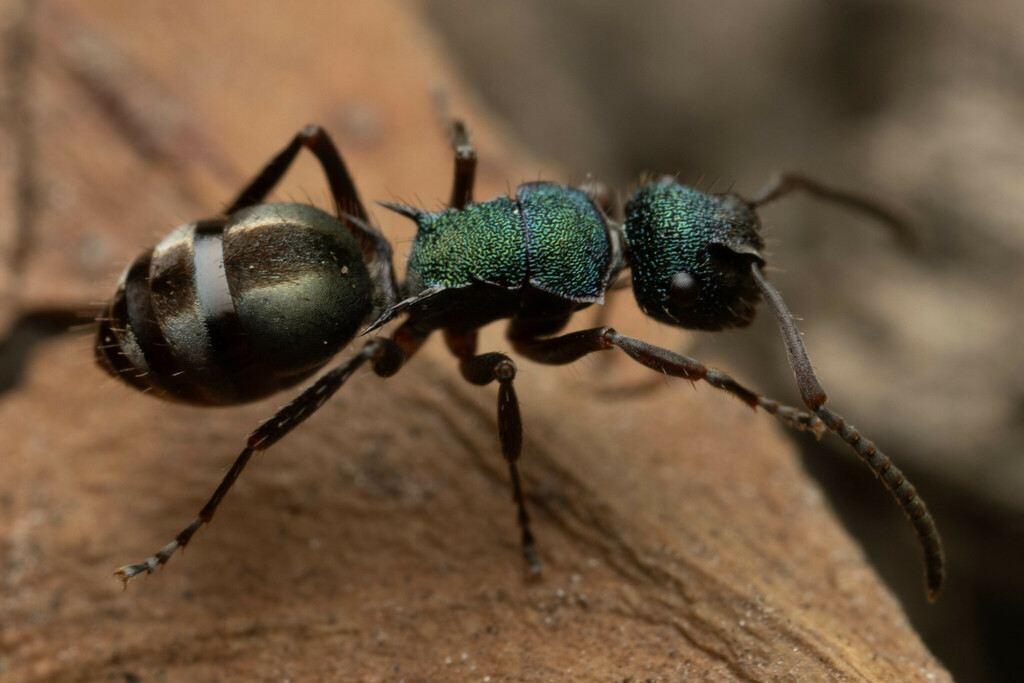 Polyrhachis hookeri from Brisbane QLD, Australia on August 25, 2022 at ...