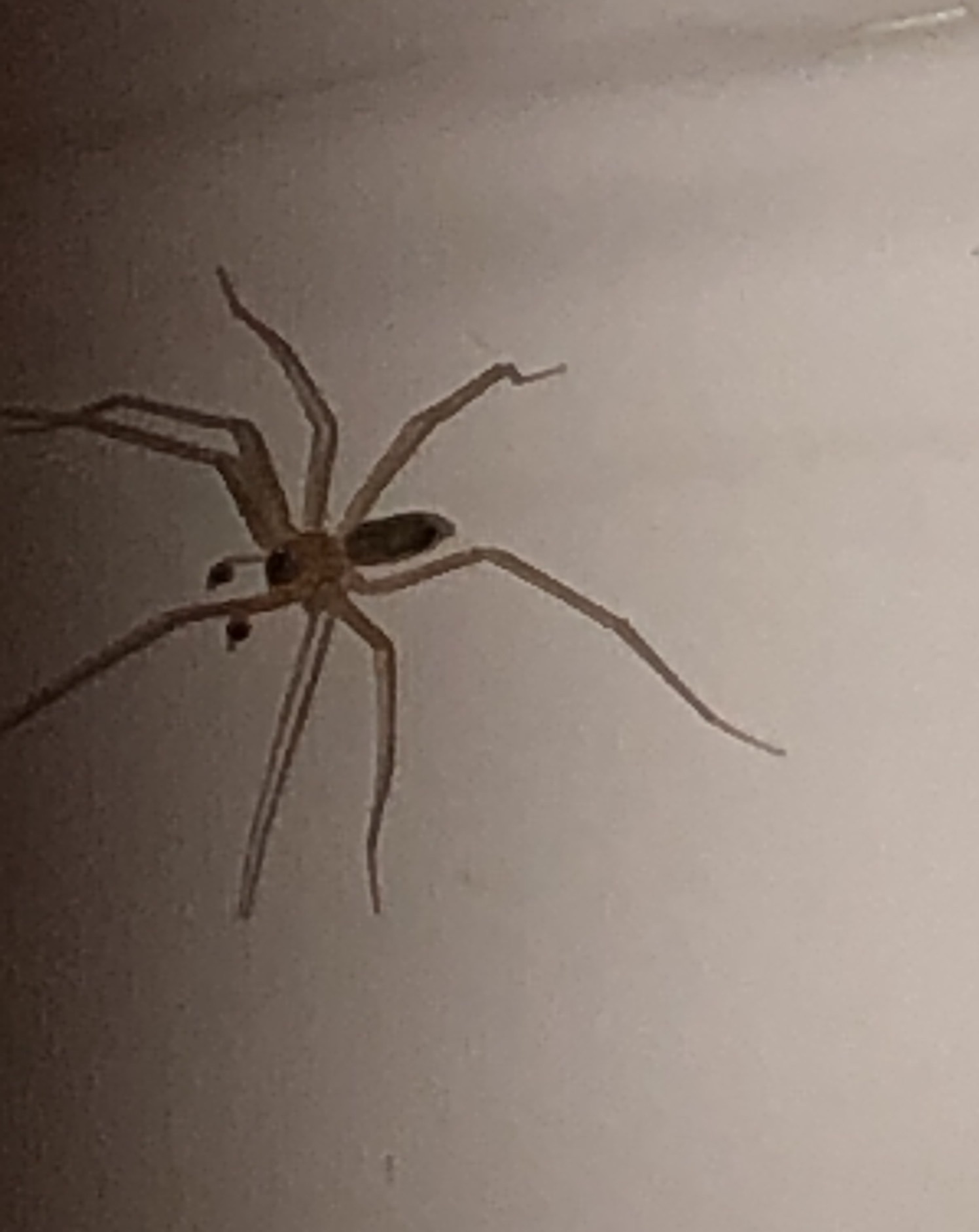 Cithaeron O.P.-Cambridge, 1872