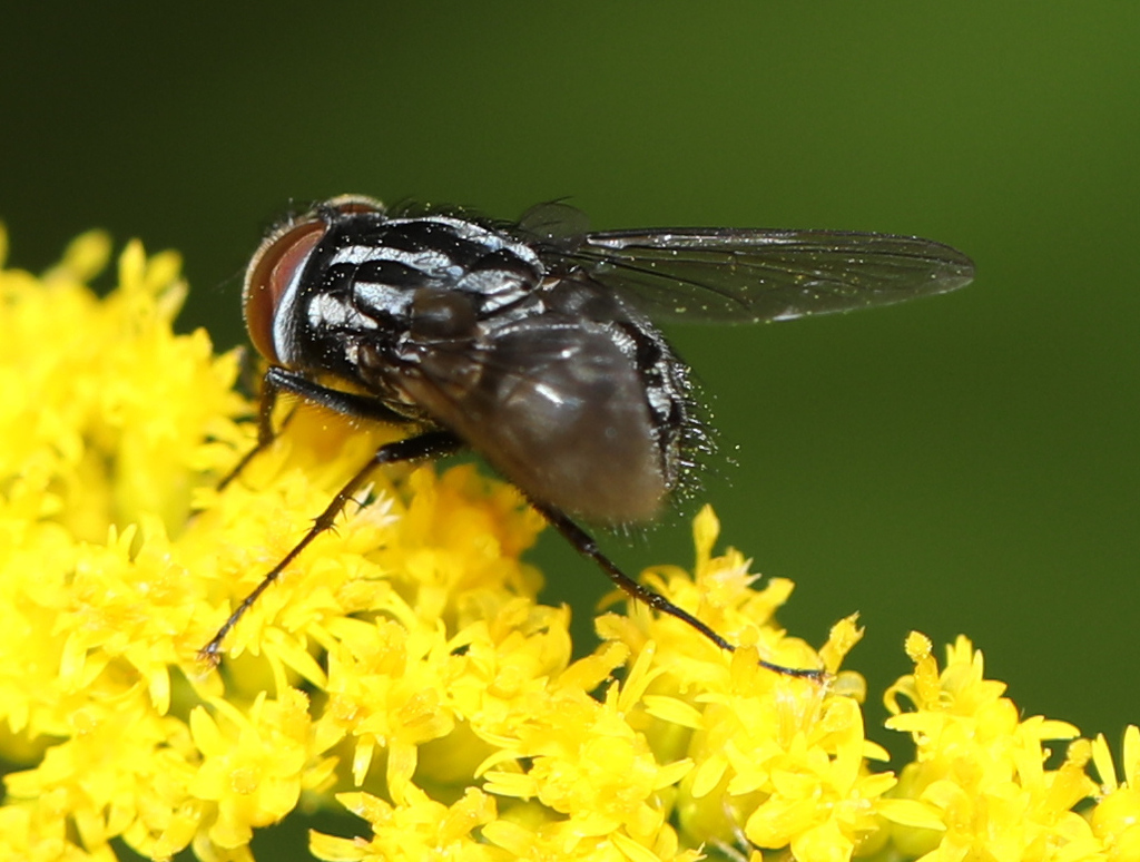 Graphomya from Oxford County, ON, Canada on August 25, 2022 at 06:09 PM ...