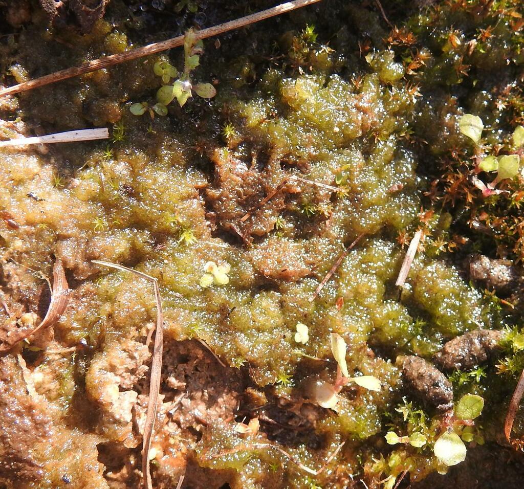 Oedogoniaceae from Violet Bank, South Africa on August 25, 2022 at 02: ...