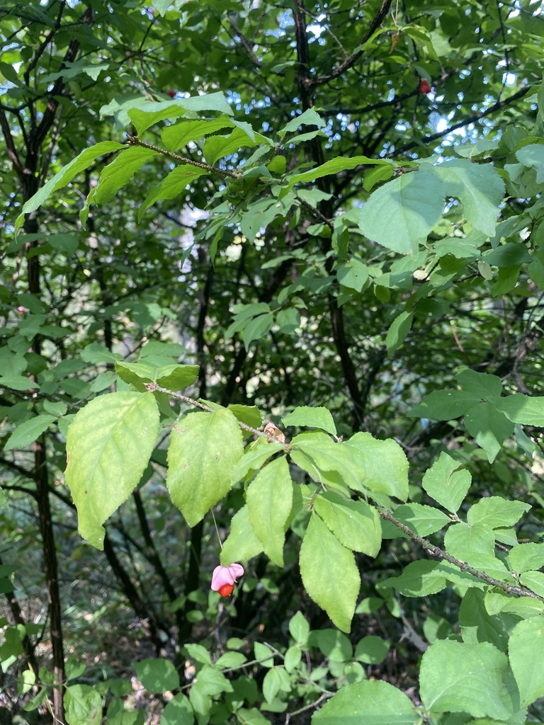 Warty-barked Spindle from Городской Округ Тула, Тульская область, RU on ...