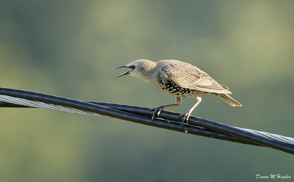 European Starling from 3050 Marengo Rd, Port Matilda, PA 16870, USA on ...