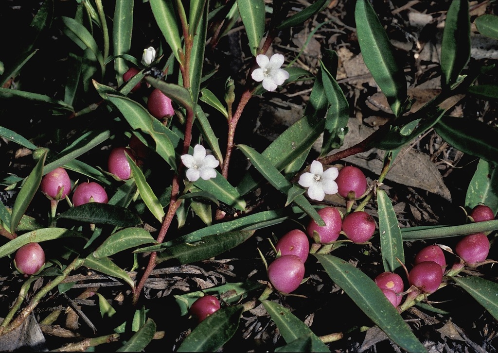Winter Apple (Logan RE 12.9-10.8 Flora) · iNaturalist