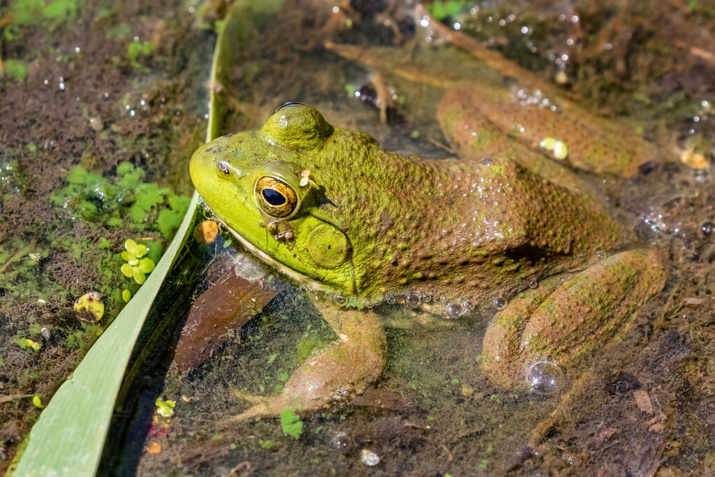 American Bullfrog from Huber Heights, OH, USA on August 23, 2022 at 02: ...