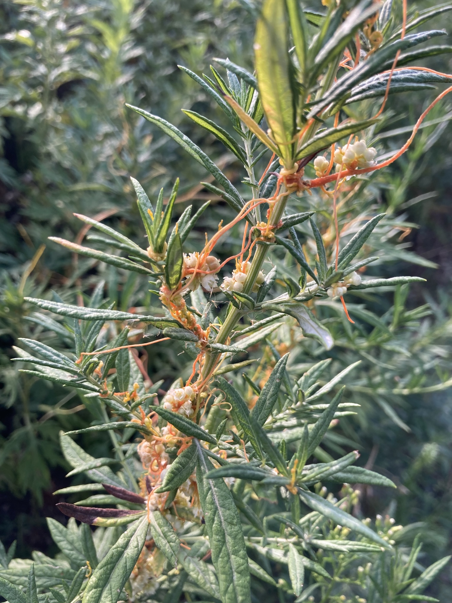 Cuscuta pentagona Engelm.