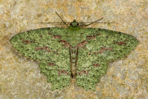 Herochroma baibarana · iNaturalist Mexico