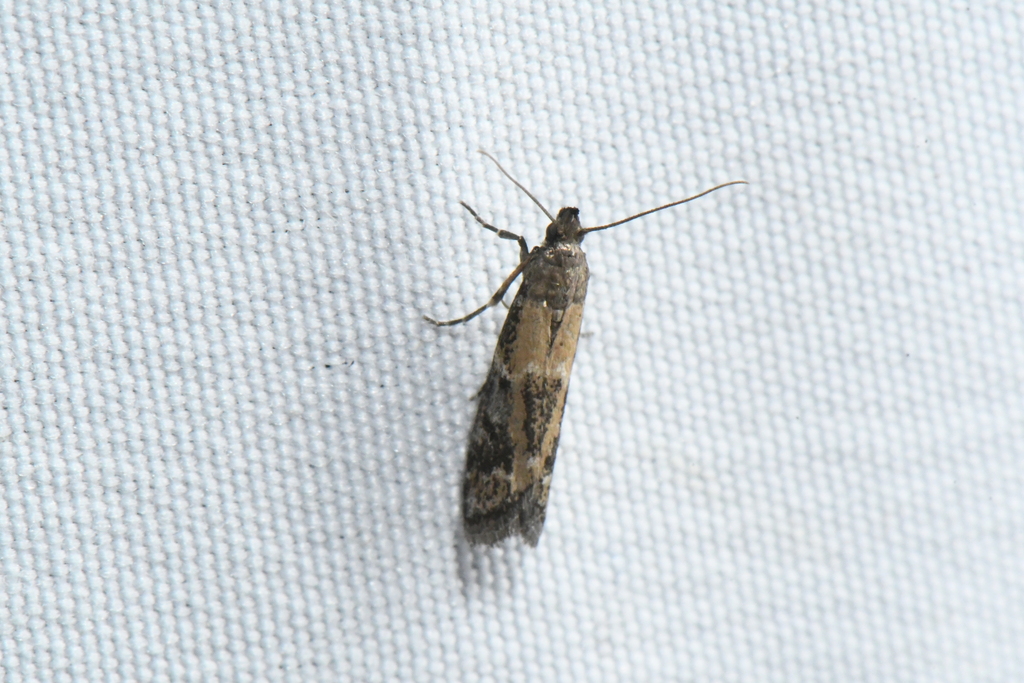 Brower's Vitula Moth from Outaouais, QC, Canada on June 30, 2022 at 10: ...