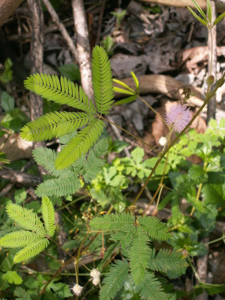 Sensitive Plant (Native plants of Montserrat) · iNaturalist