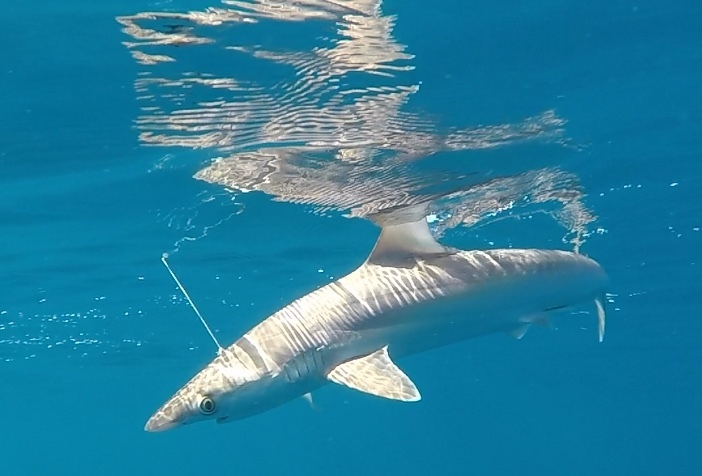 Sharpnose Sharks (Rhizoprionodon) - Marine Life Identification