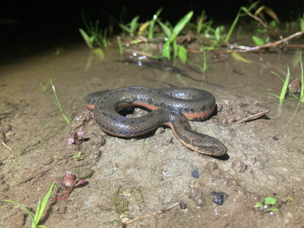 Chinese Water Snake in April 2022 by Jorge Abad · iNaturalist