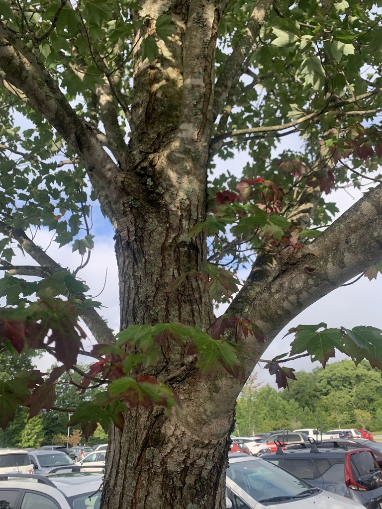 maples from Sam Powell Trail, Signal Mountain, TN, US on August 26 ...