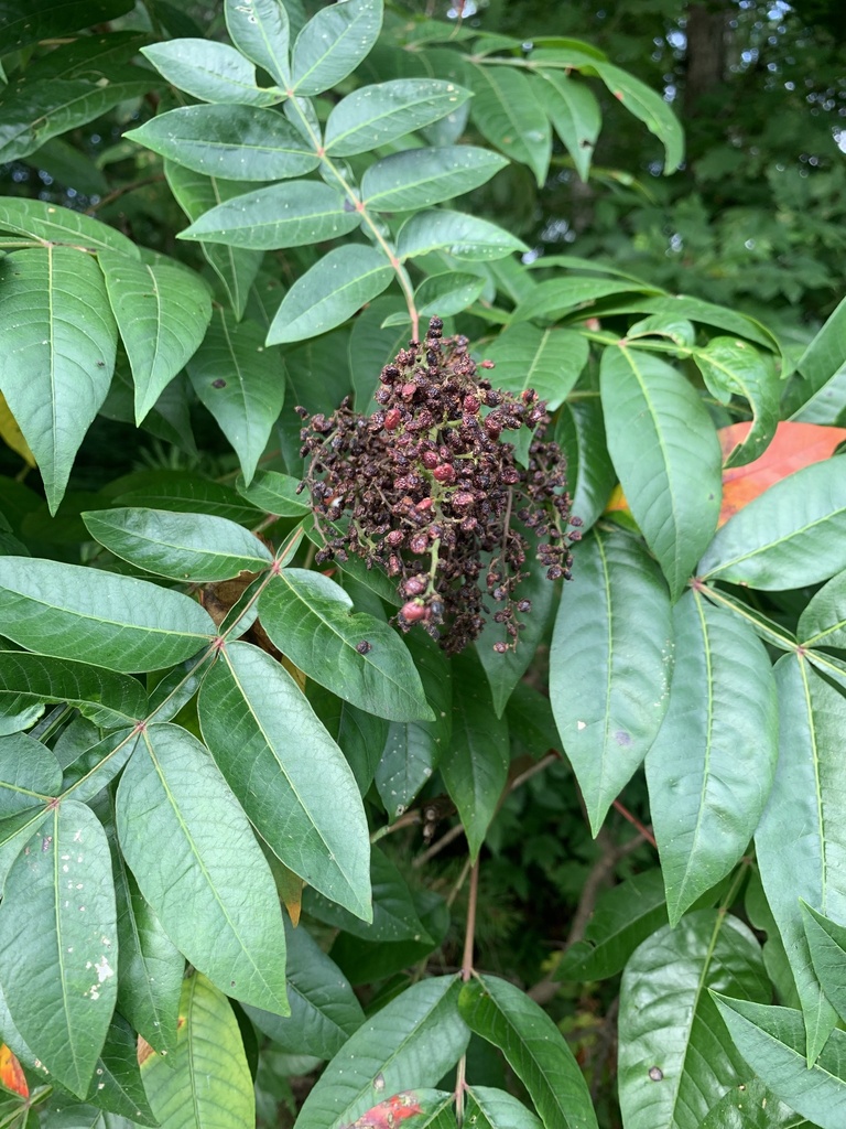 shining sumac from IB World School Way, Signal Mountain, TN, US on ...