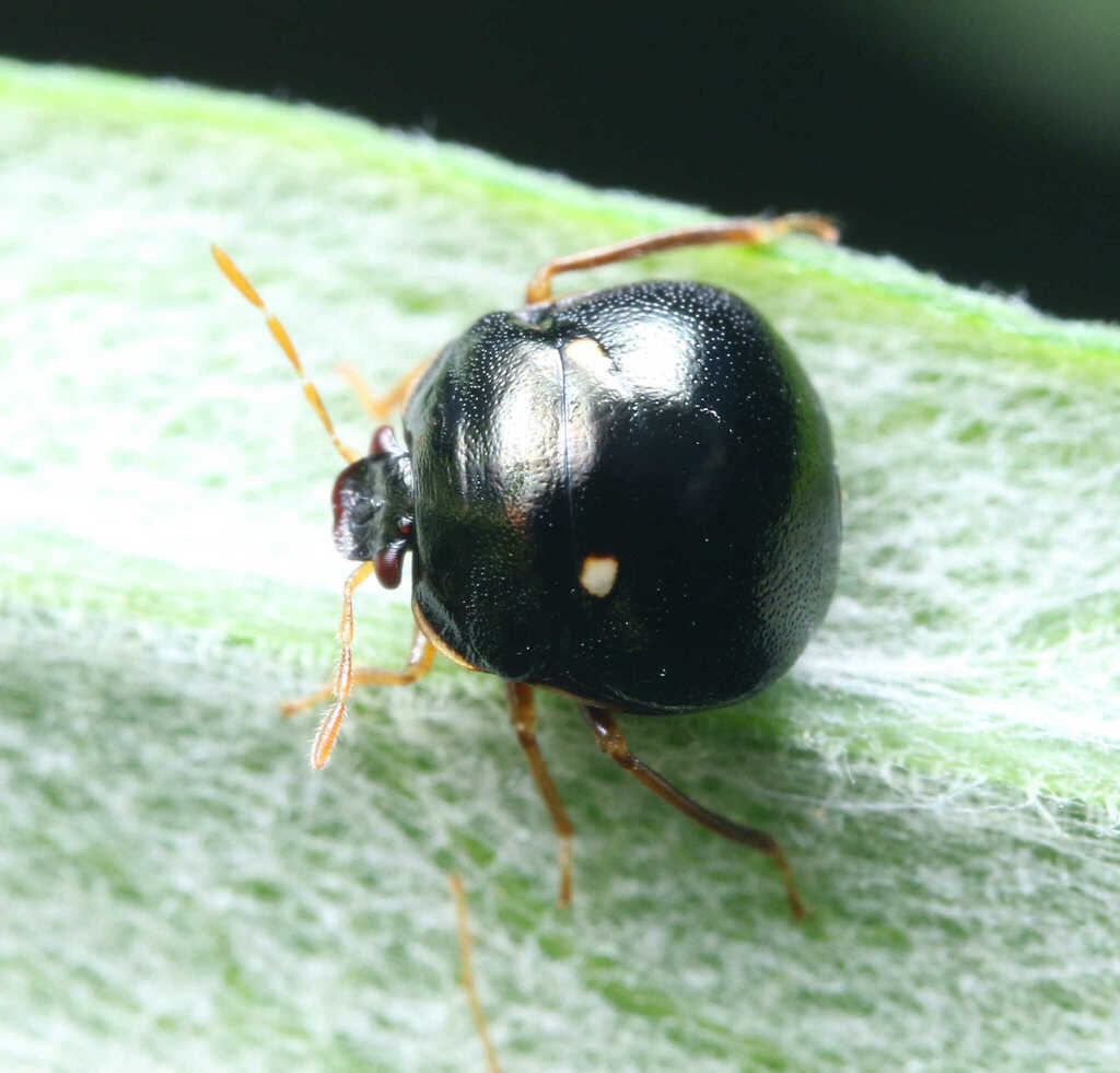 Coptosoma from 中国重庆市巫溪县 on August 11, 2022 at 03:12 PM by Shiwan Lu ...