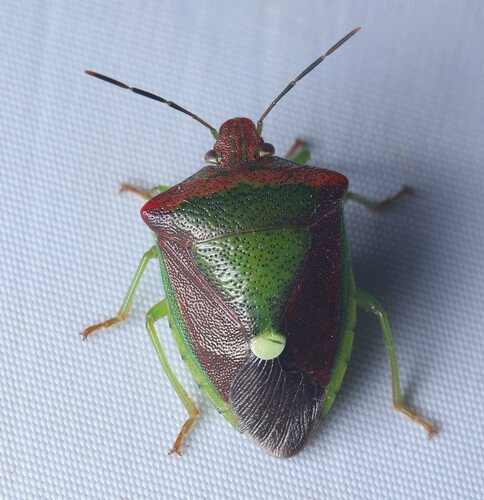 Plautia lushanica#N# · iNaturalist
