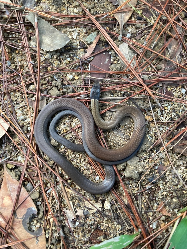 Chinese Many-tooth Snake in September 2021 by Jorge Abad · iNaturalist