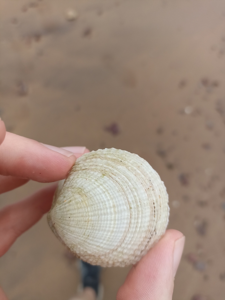 Codakia rugifera from Collaroy NSW 2097, Australia on August 26, 2022 ...